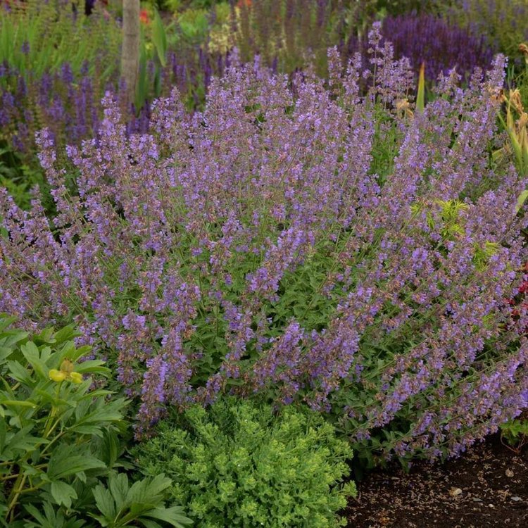 Catmint (Nepeta) — Plant and Bloom Design Studio
