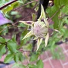 Clematis Taiga Vine — Plant and Bloom Design Studio