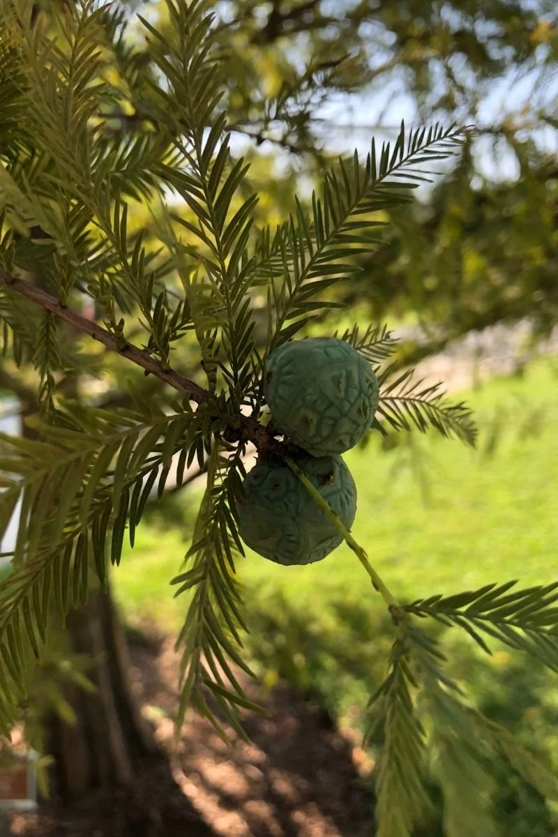 The Bald Cypress Tree — Plant and Bloom Design Studio