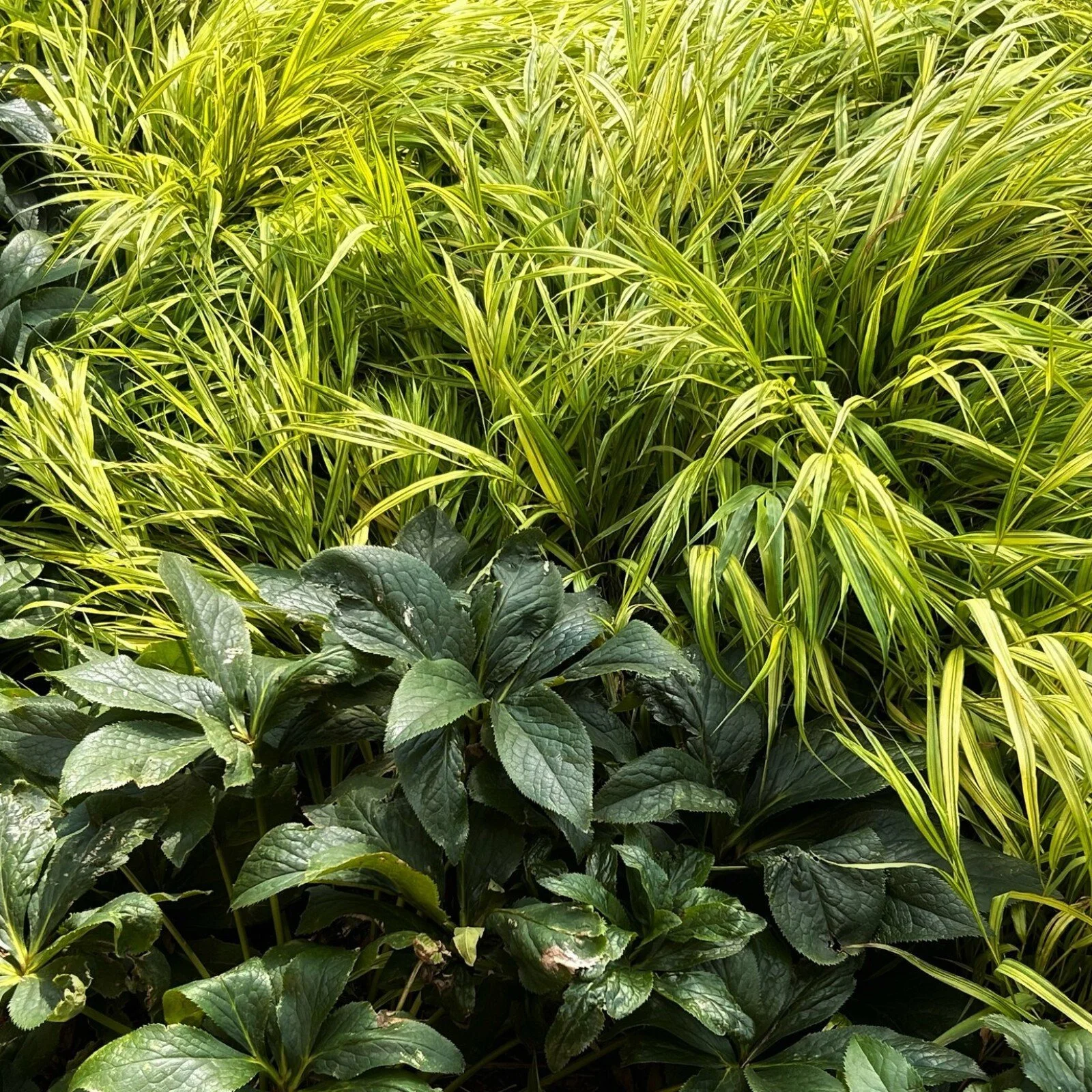 Golden Variegated Hakone Grass (Hakonechloa macra 'Aureola') — Plant ...