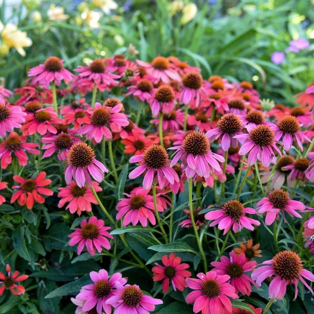 15 Colorful Echinacea Types — Plant and Bloom Design Studio
