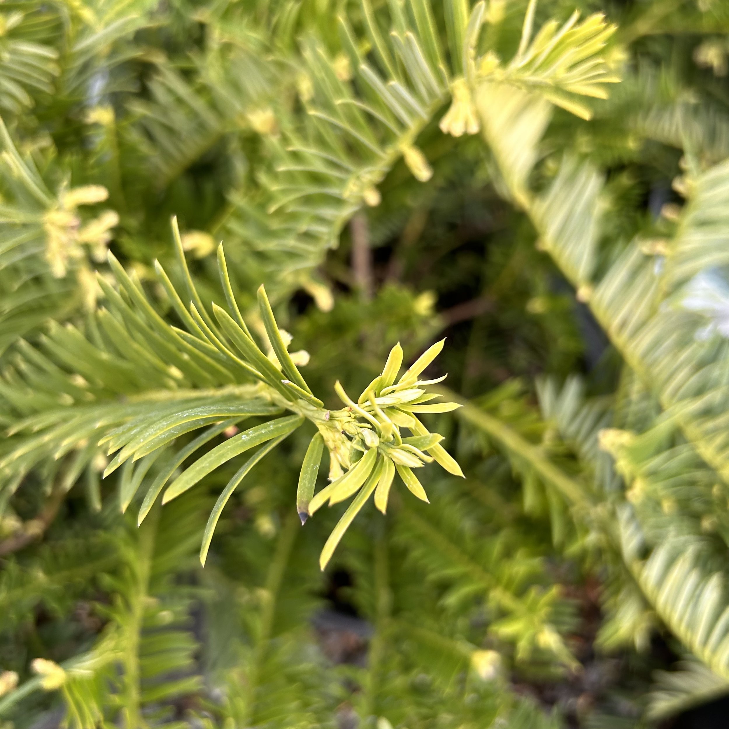 Spreading Japanese Plum Yew (Cephalotaxus harringtonia 'Prostrata ...