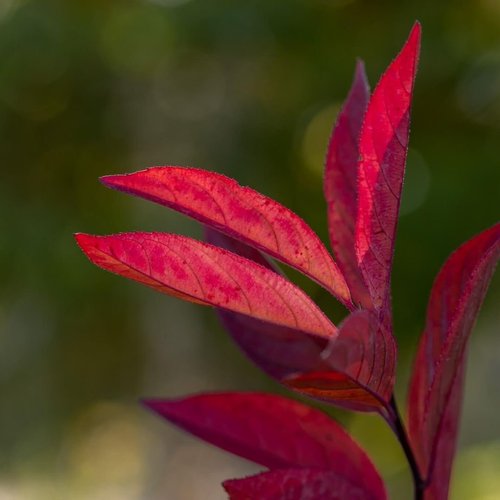 Love Child® Sweetspire — Plant and Bloom Design Studio