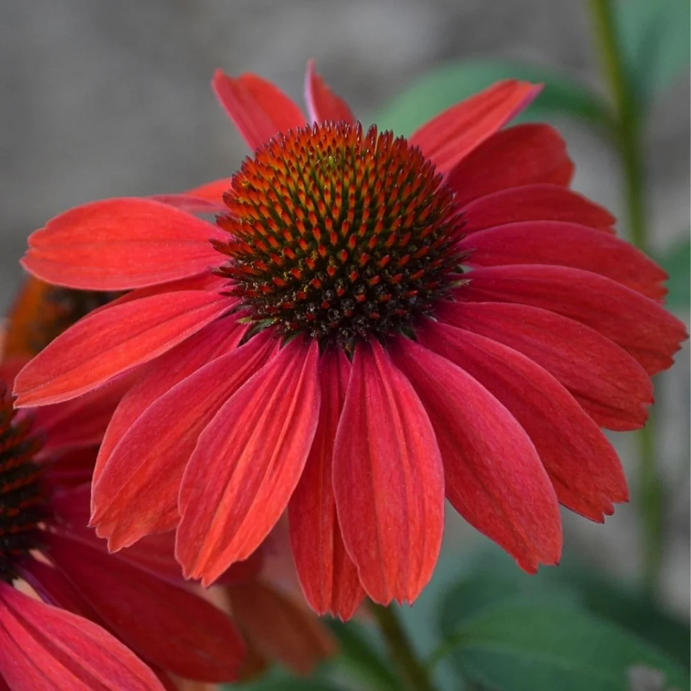 15 Colorful Echinacea Types — Plant and Bloom Design Studio