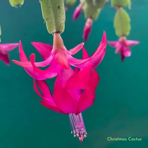 Christmas Cactus Care — Plant and Bloom Design Studio