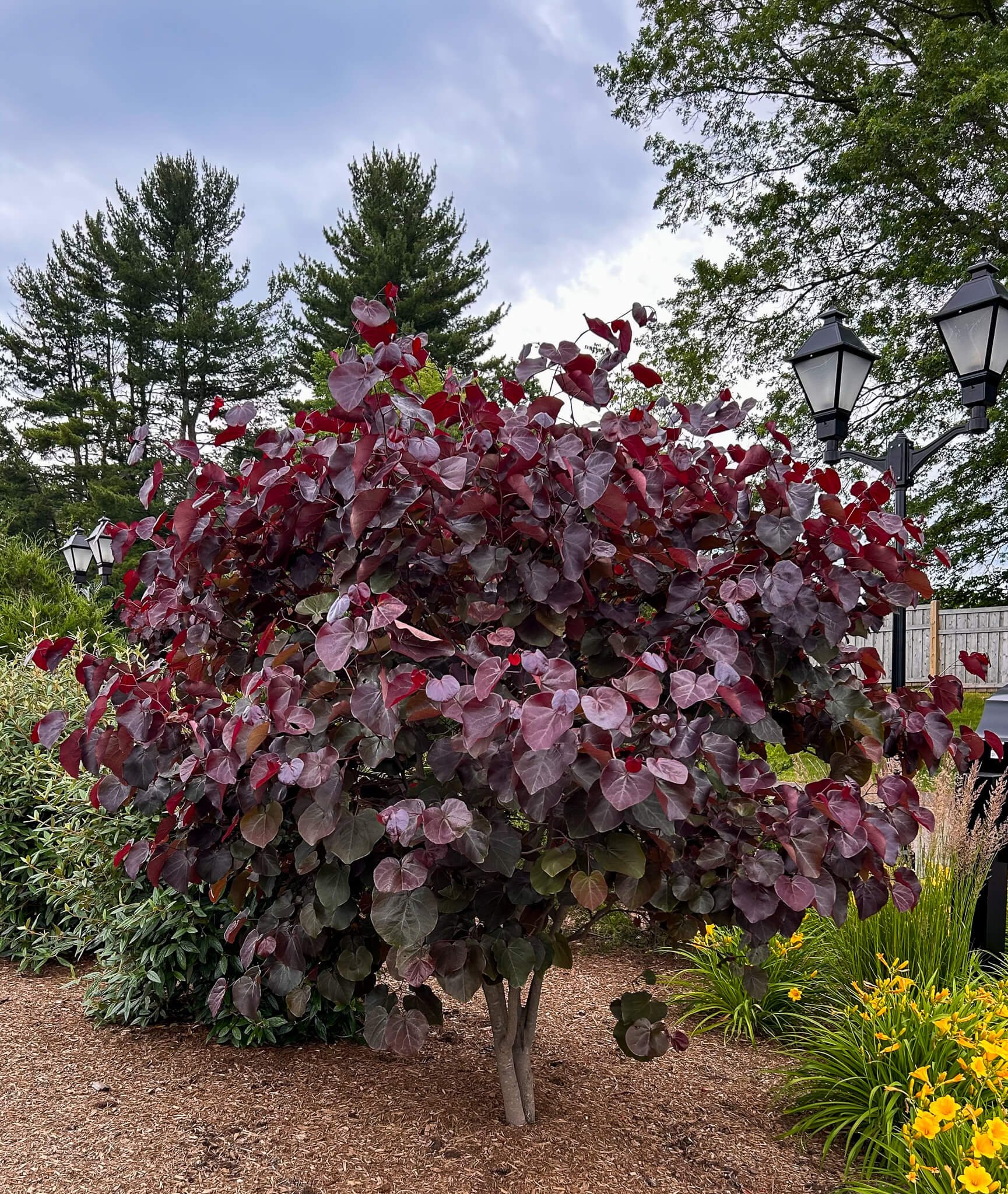 Which Redbud Tree is Best? — Plant and Bloom Design Studio