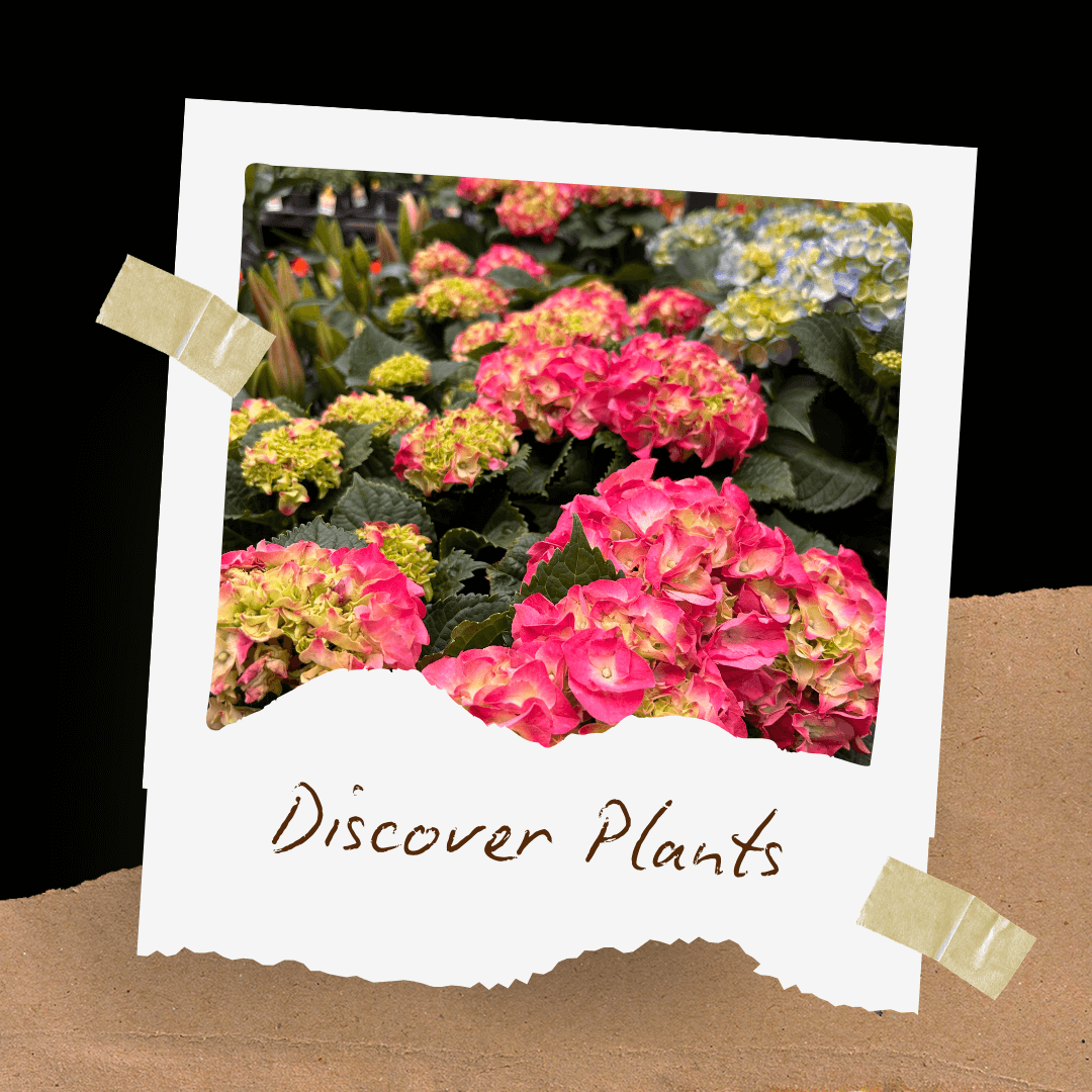 Plant and Bloom Design Studio