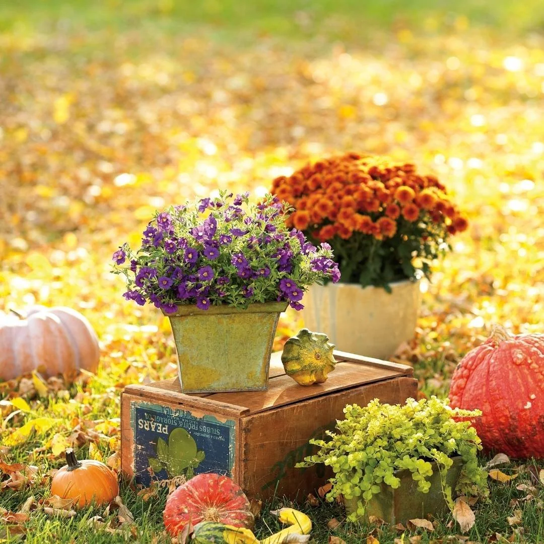 10 Fall Blooming Perennials — Plant and Bloom Design Studio