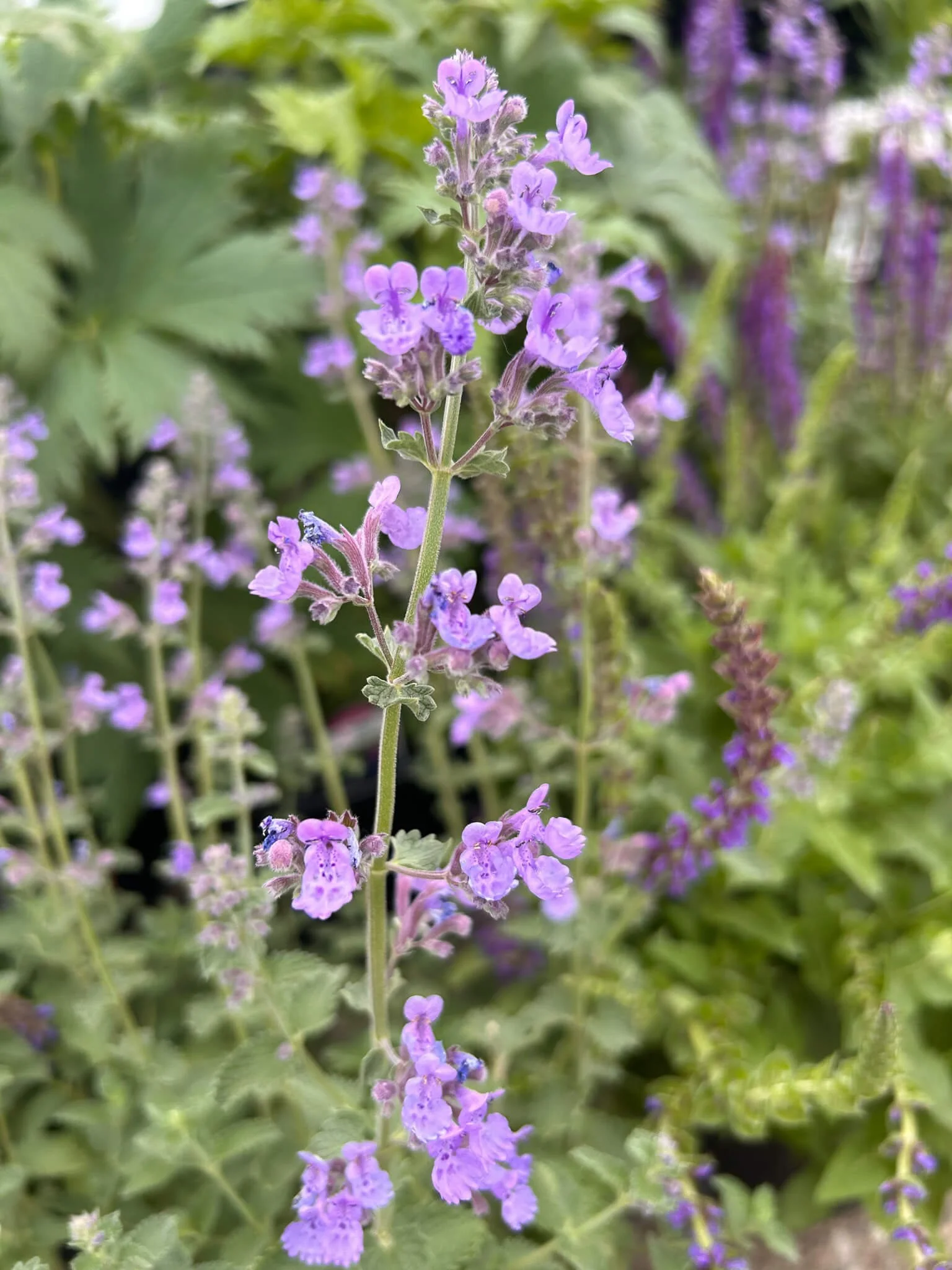 Walker's Low Catmint — Plant and Bloom Design Studio