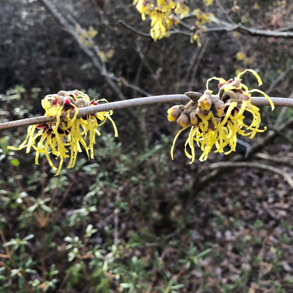 Hybrid WItchhazel Tree — Plant and Bloom Design Studio