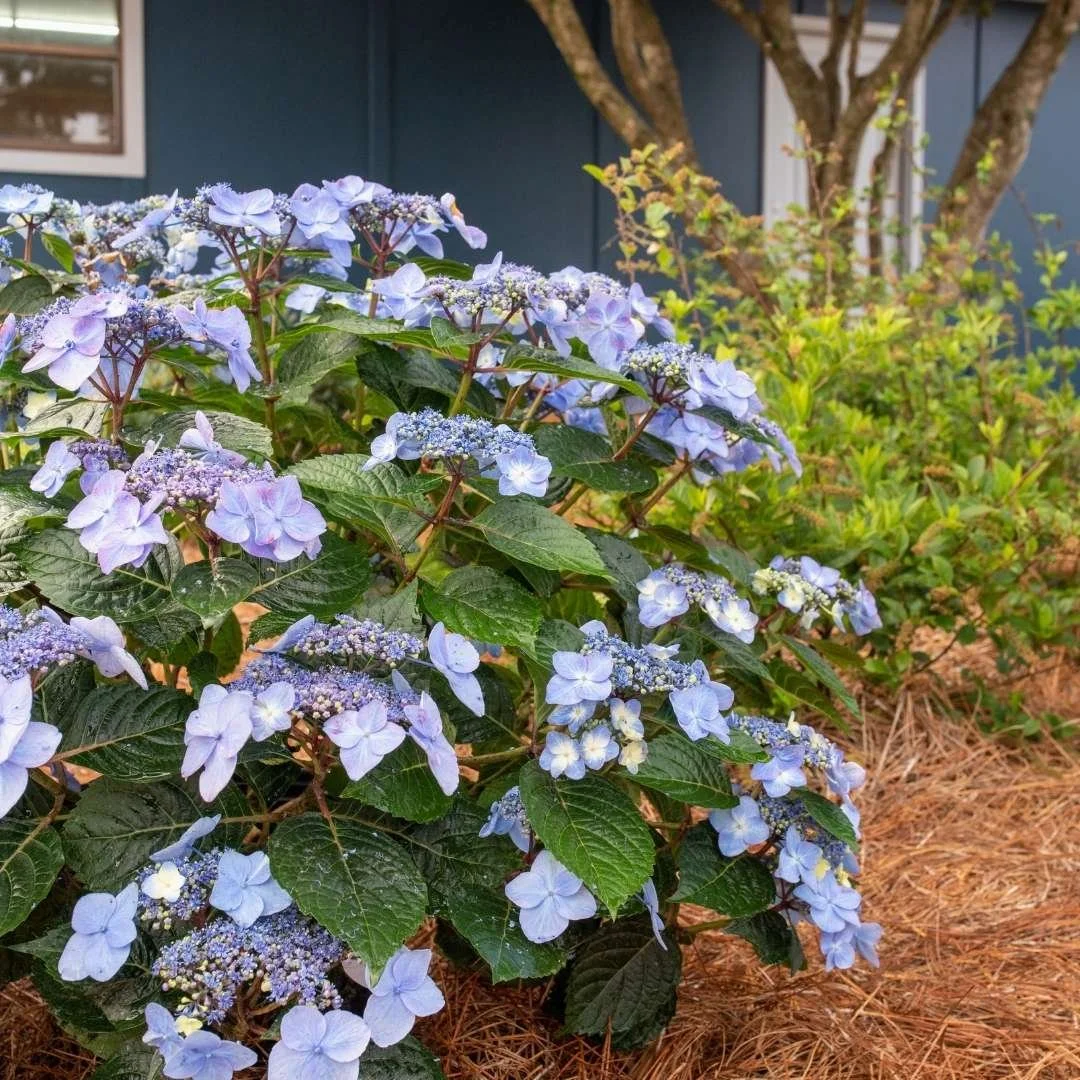 Pop Star® Reblooming Hydrangea — Plant and Bloom Design Studio