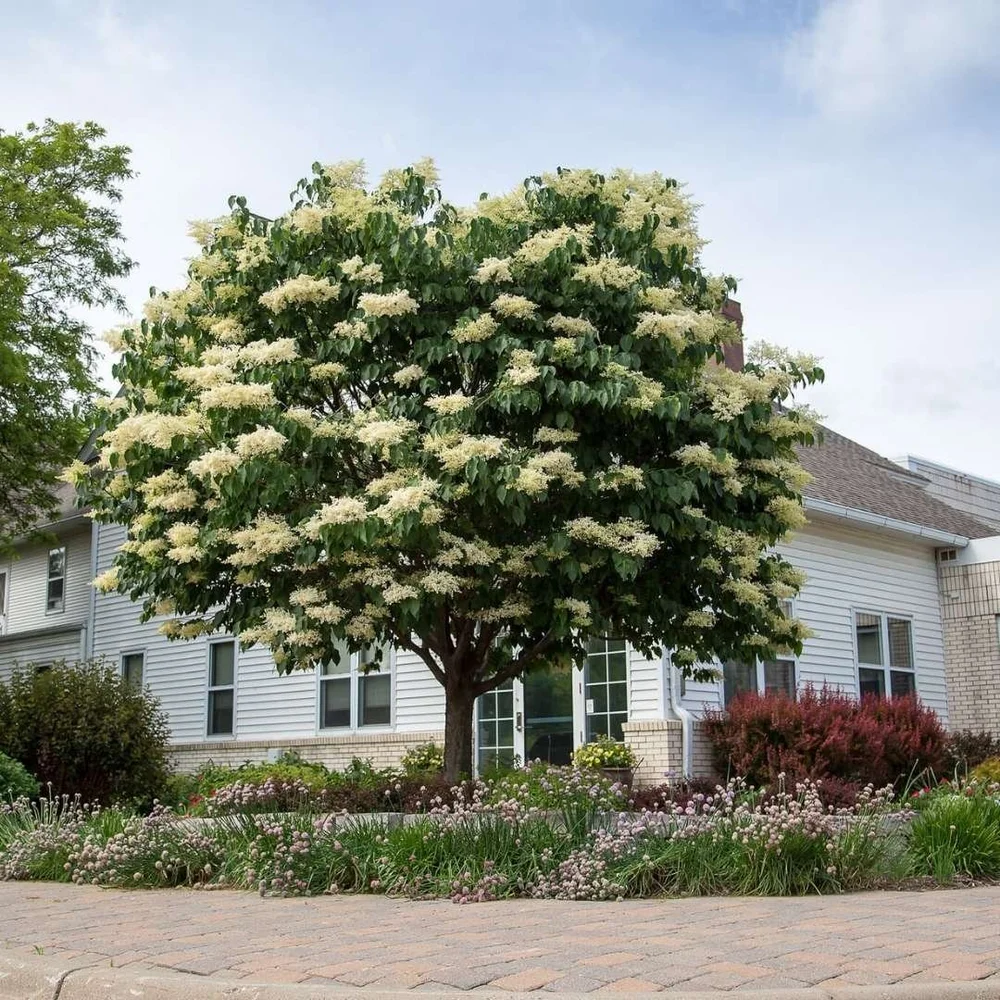 10 Crepe Myrtle Alternatives — Plant and Bloom Design Studio