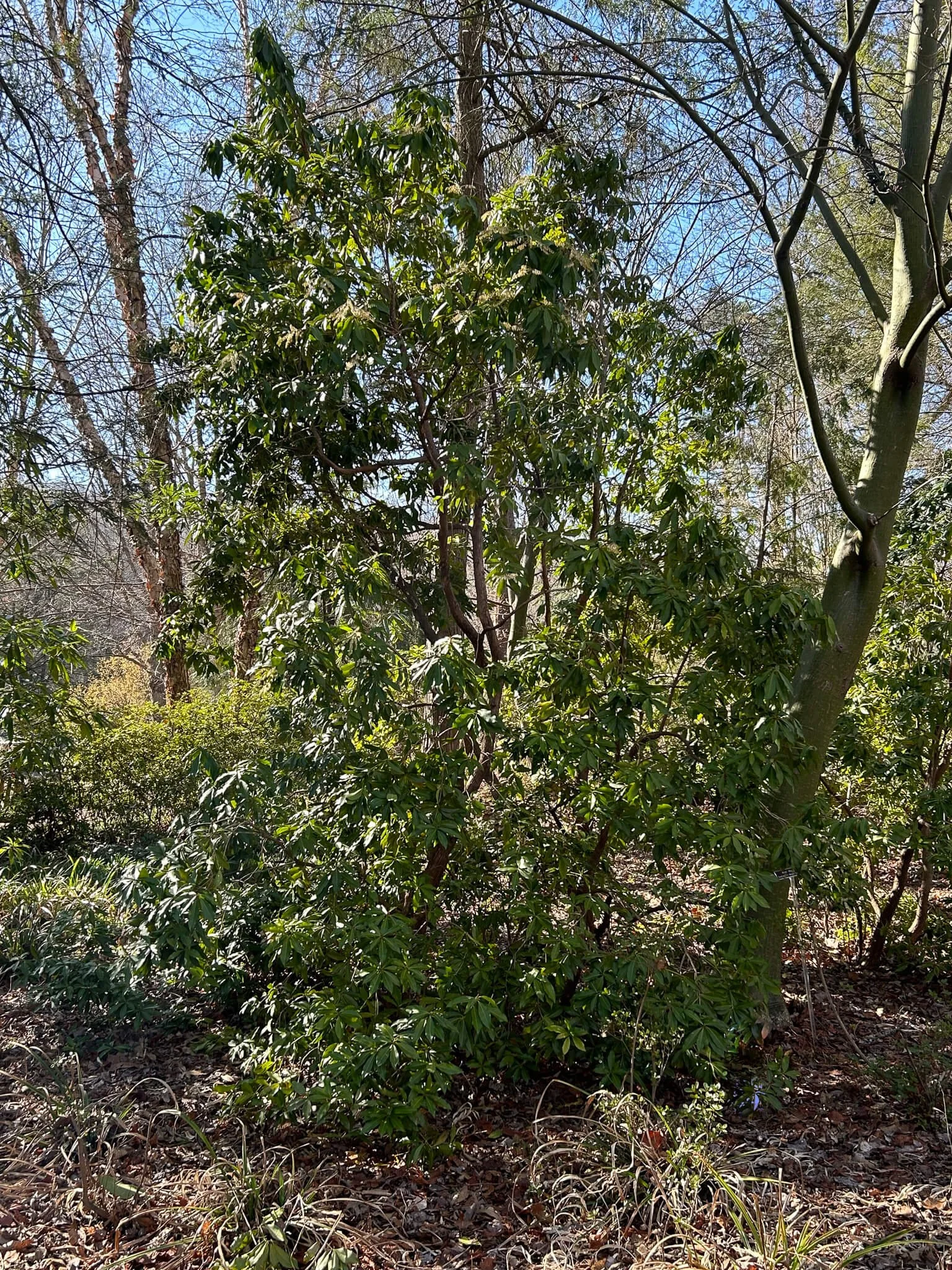 Japanese Andromeda (Pieris japonica) — Plant and Bloom Design Studio