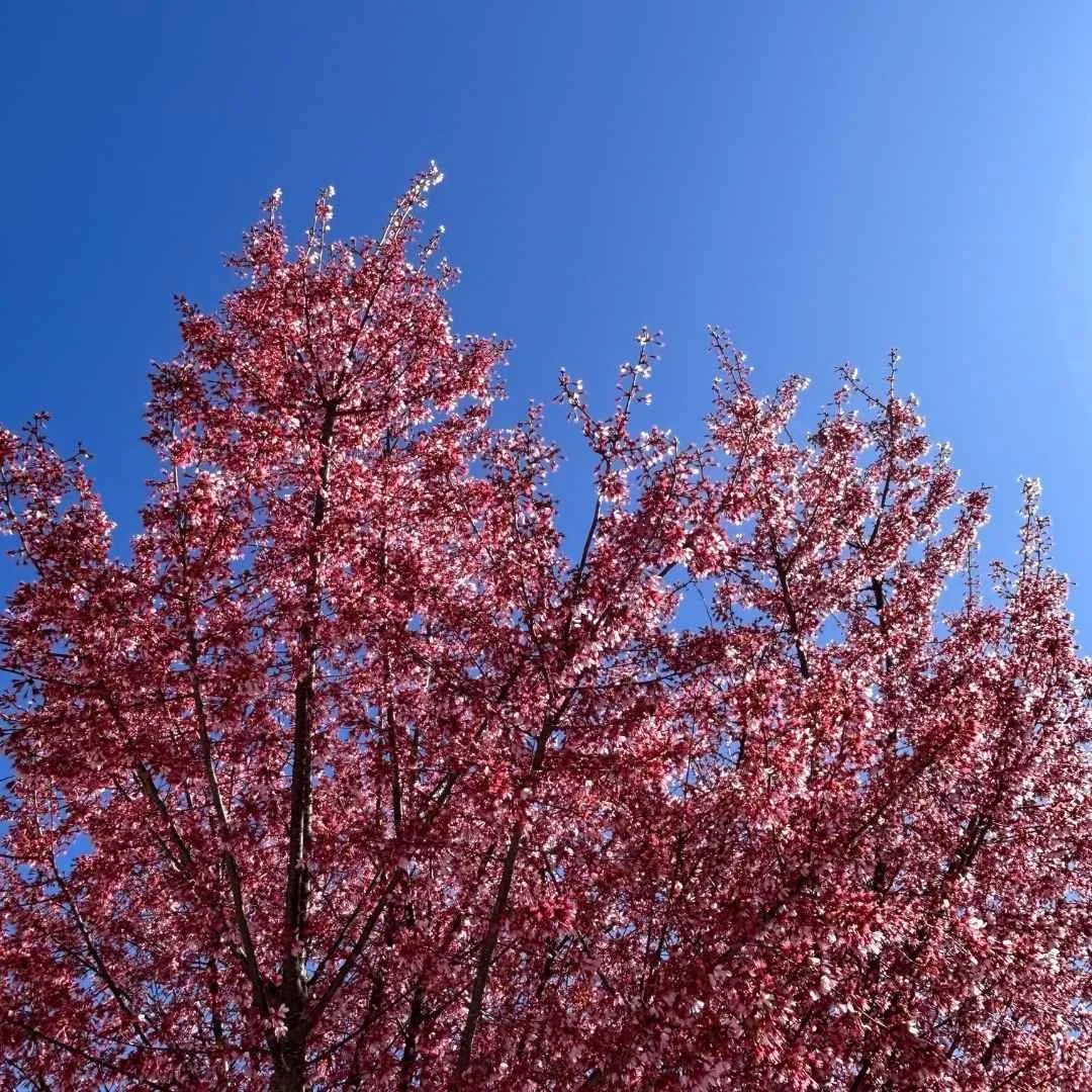 The Okame Cherry Tree — Plant and Bloom Design Studio