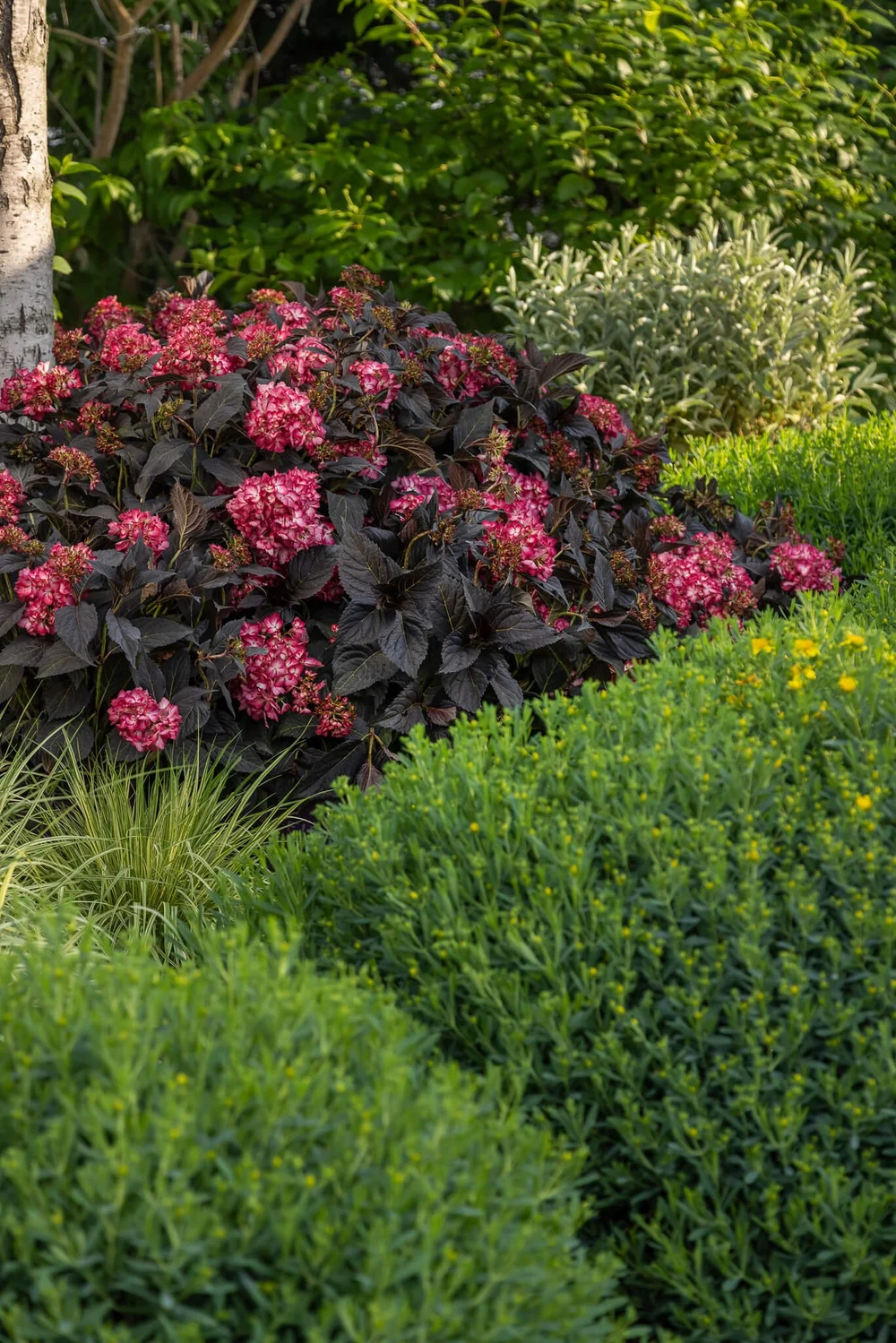 First Editions® Eclipse® Bigleaf Hydrangea (Hydrangea macrophylla 'Bailmacseven') — Plant and ...