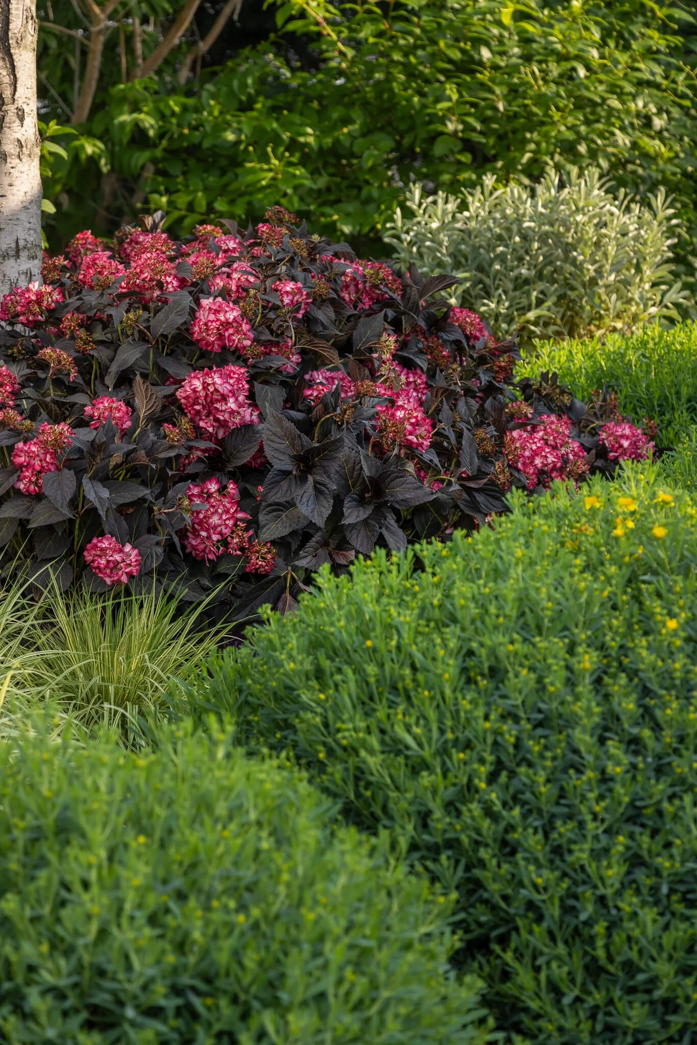 First Editions® Eclipse® Bigleaf Hydrangea (Hydrangea macrophylla ...