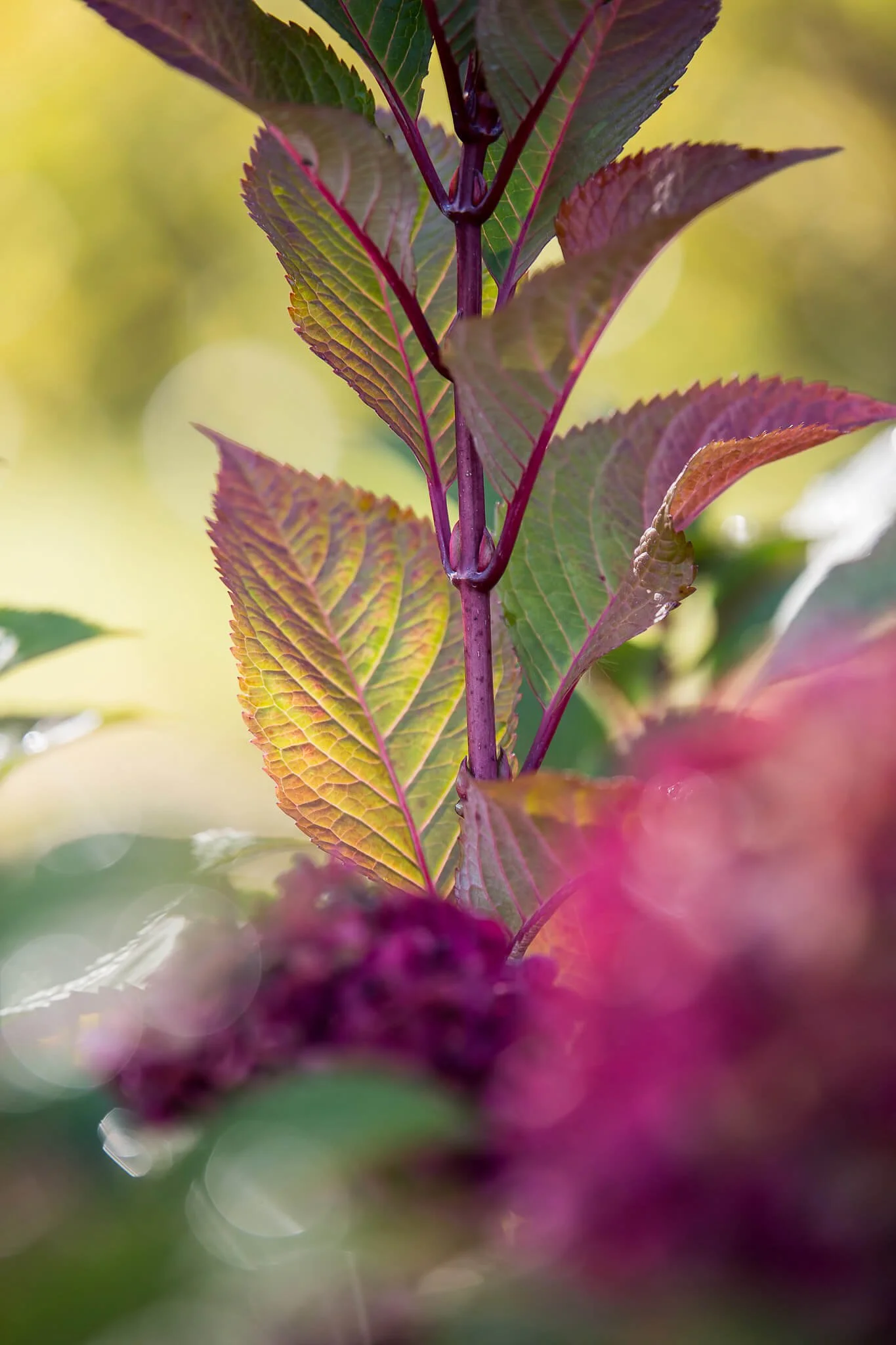 Endless Summer® BloomStruck® Hydrangea (Hydrangea macrophylla 'PIIHM-II ...