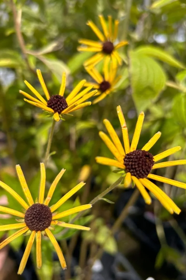 10 Fall Blooming Perennials — Plant and Bloom Design Studio