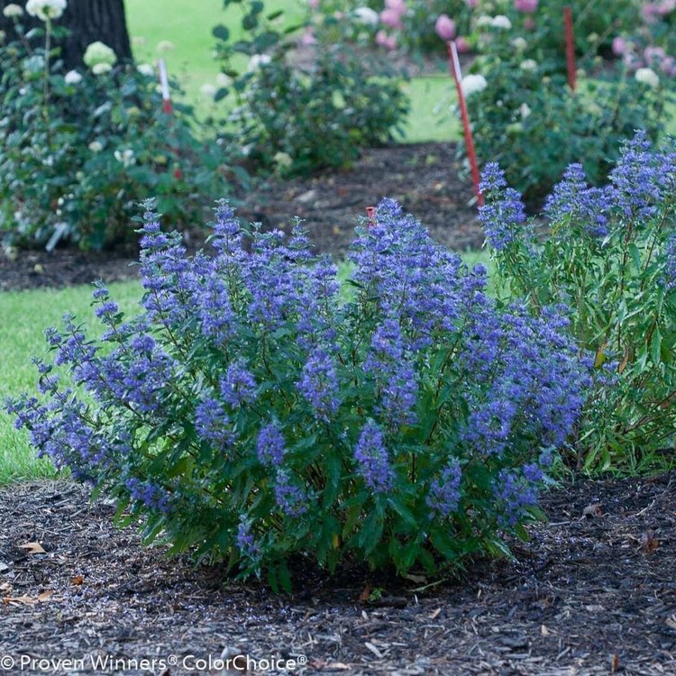 Pollinator Plants for Bees — Plant and Bloom Design Studio