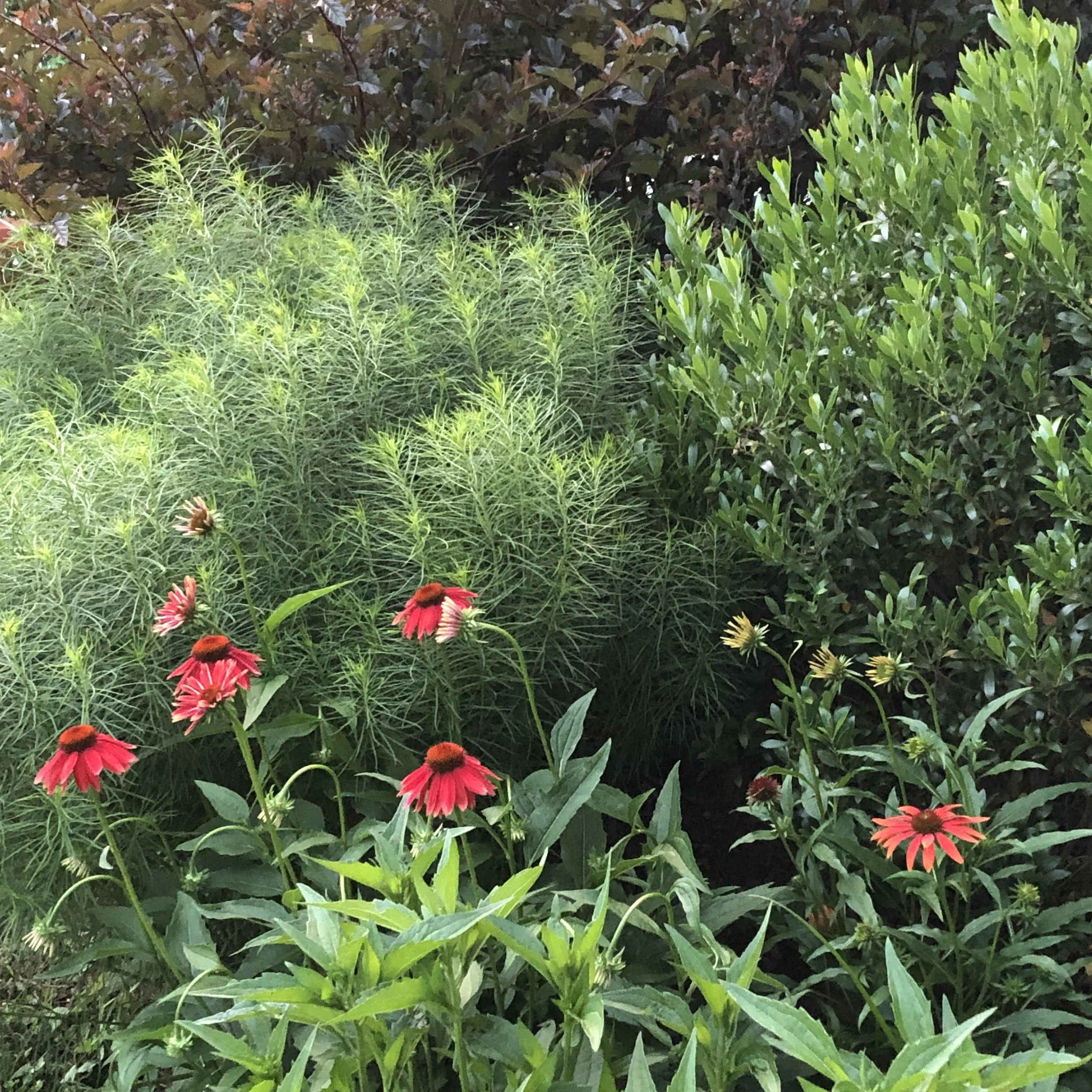 Cheyenne Spirit Coneflower — Plant and Bloom Design Studio