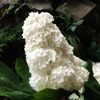 Gatsby Moon® Hydrangea — Plant and Bloom Design Studio