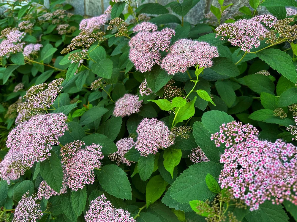 Japanese Spirea (Spirea japonica) — Plant and Bloom Design Studio