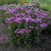 10 Stunning Spirea Alternatives for a Vibrant Garden — Plant and Bloom ...