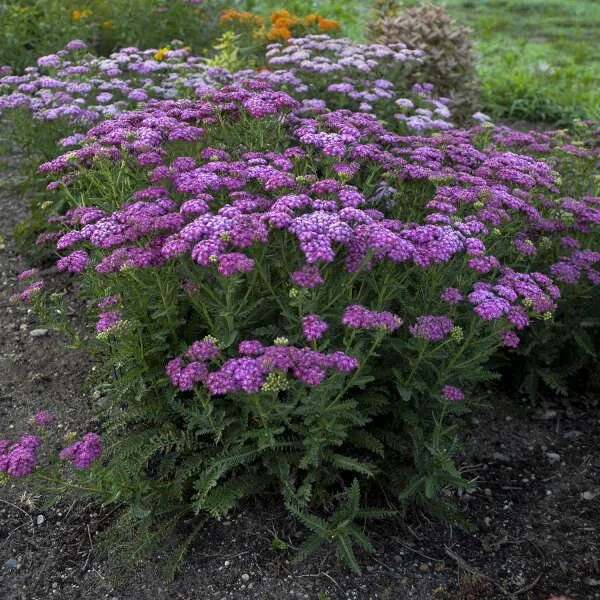 10 Stunning Spirea Alternatives for a Vibrant Garden — Plant and Bloom ...