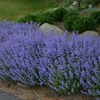 Catmint (Nepeta) — Plant and Bloom Design Studio