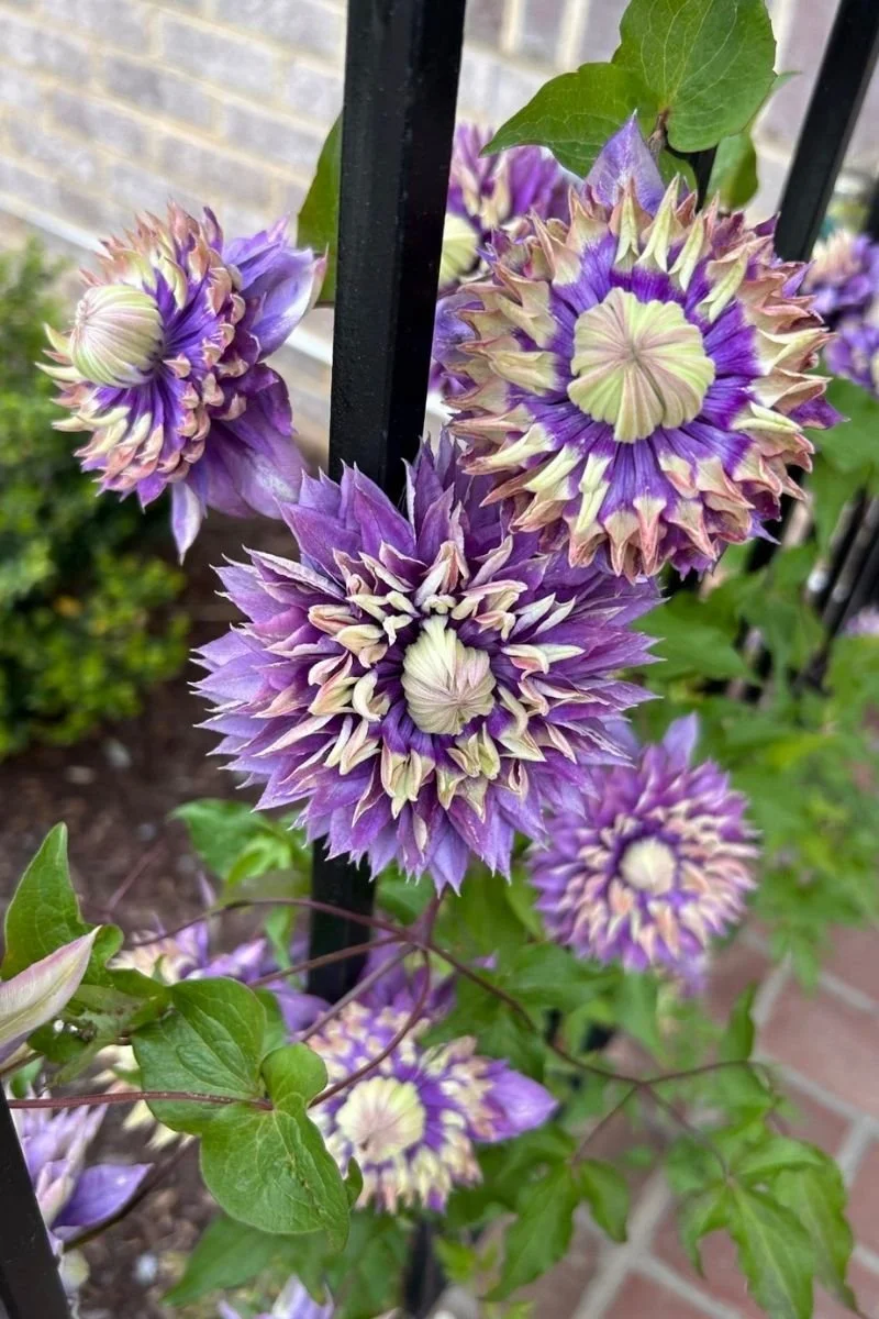 Clematis Taiga Vine — Plant and Bloom Design Studio