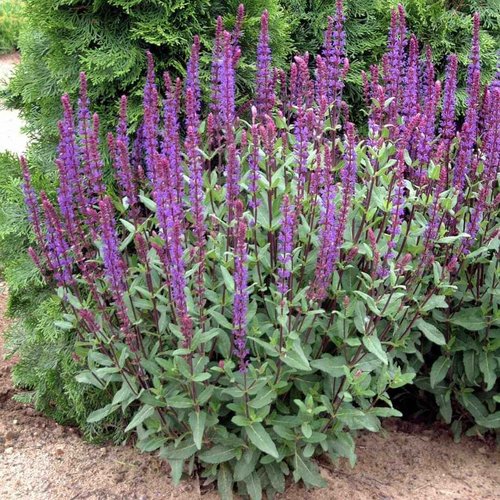 25 Best Full Sun Perennials — Plant and Bloom Design Studio
