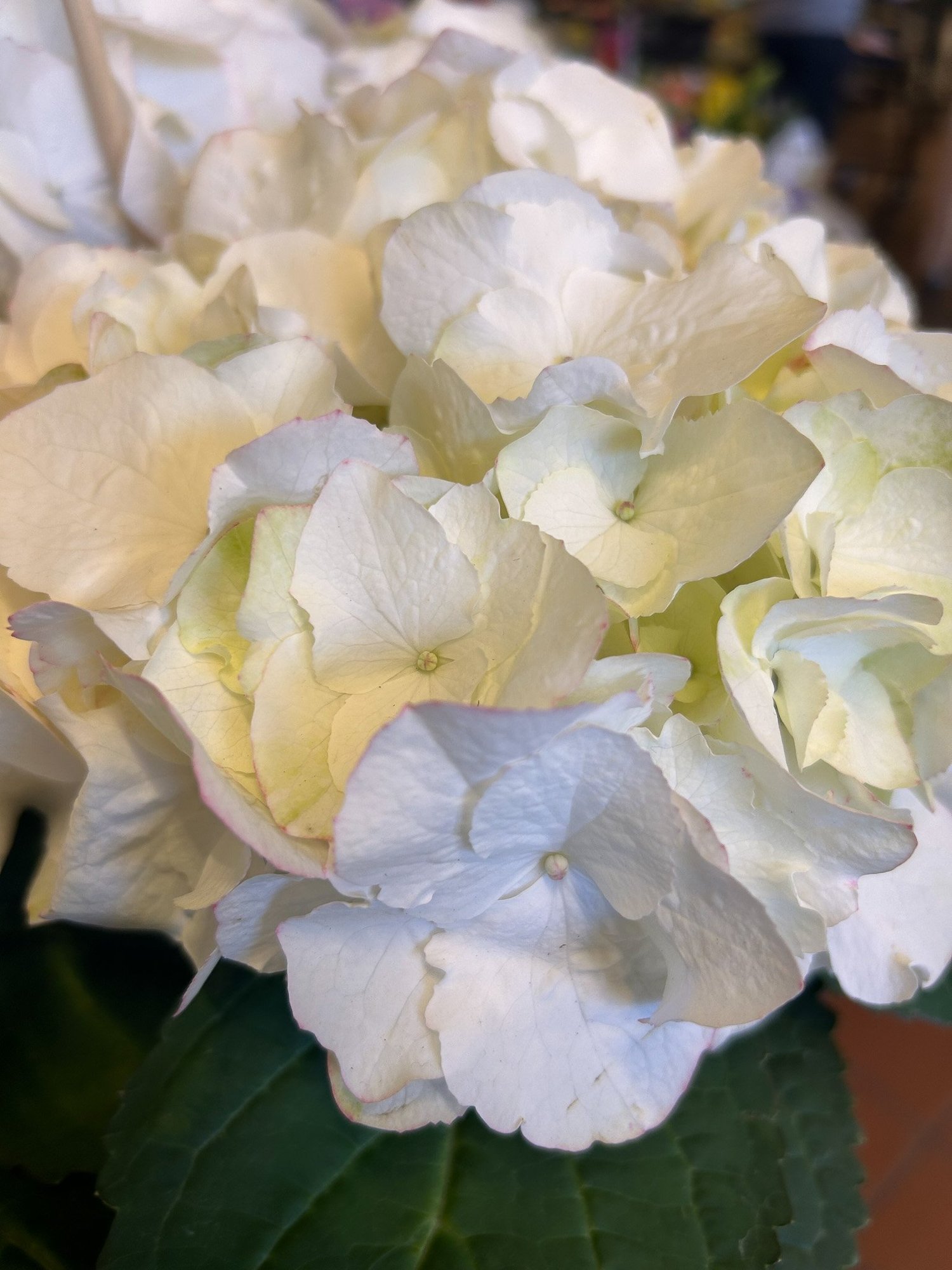 Kanmara® Splendour® In Champagne Hydrangea (Hydrangea macrophylla ...