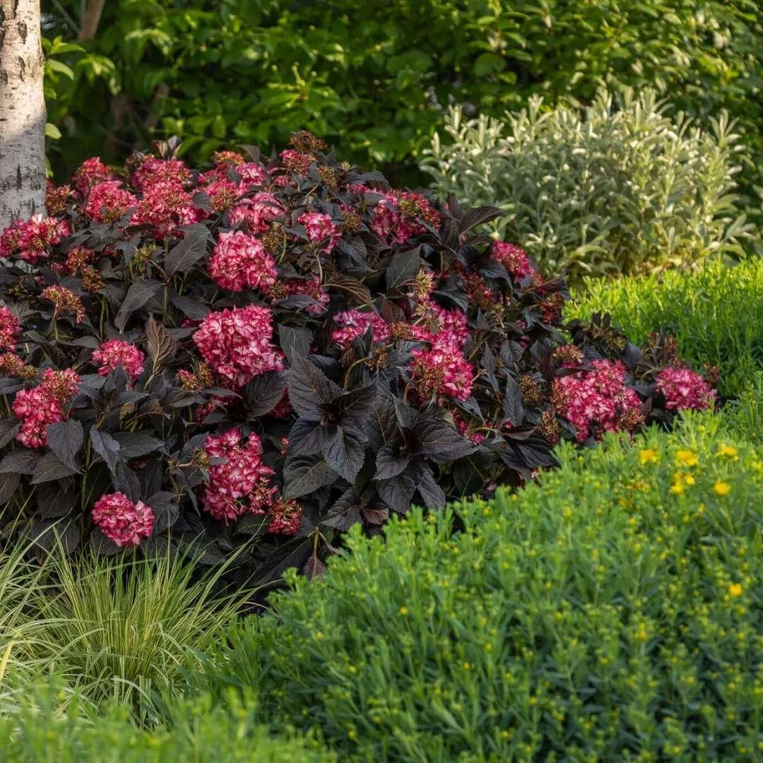 Eclipse® Bigleaf Hydrangea — Plant and Bloom Design Studio