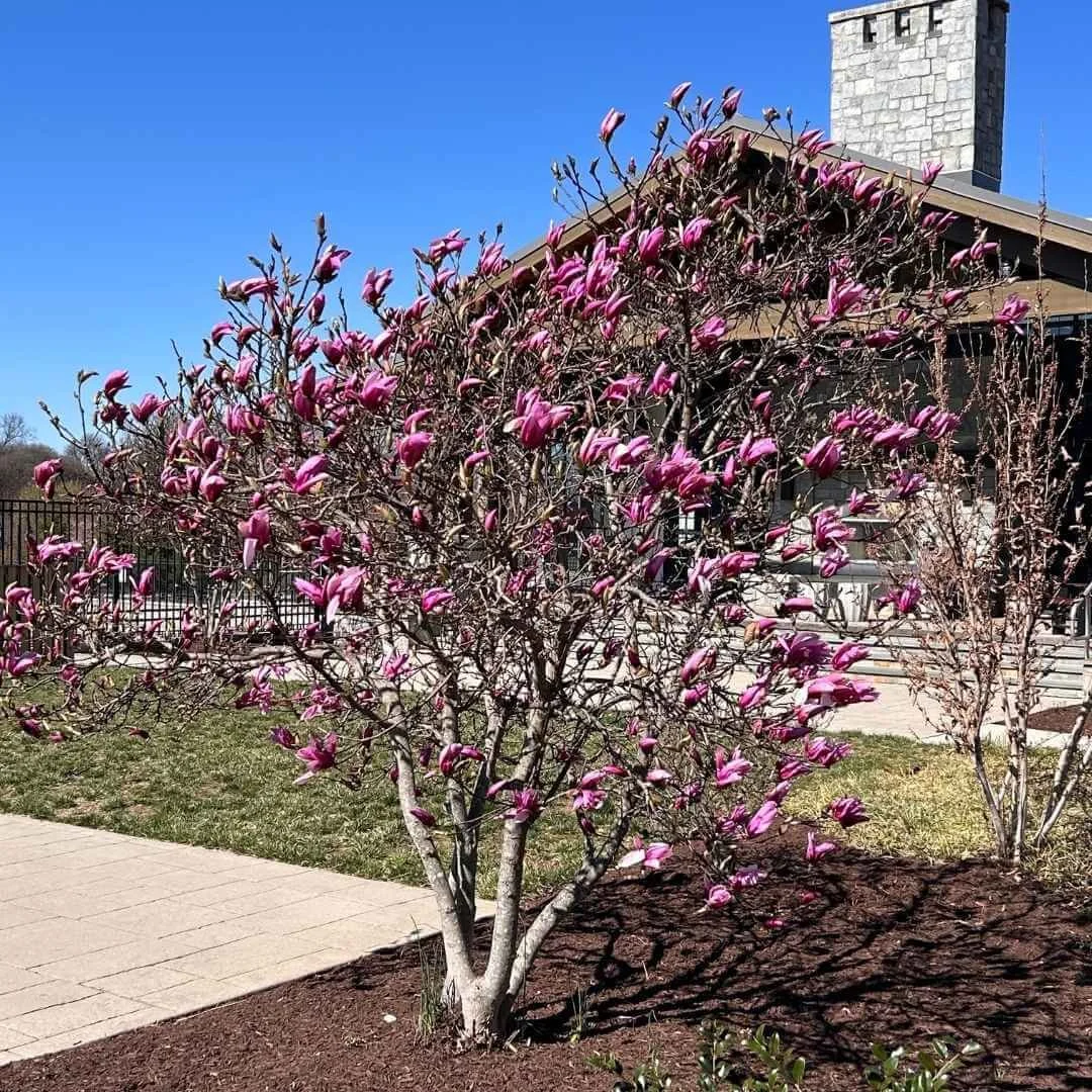 The Little Girl Hybrid Magnolias — Plant and Bloom Design Studio