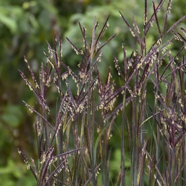 10 Plants with Dark Leaves — Plant and Bloom Design Studio
