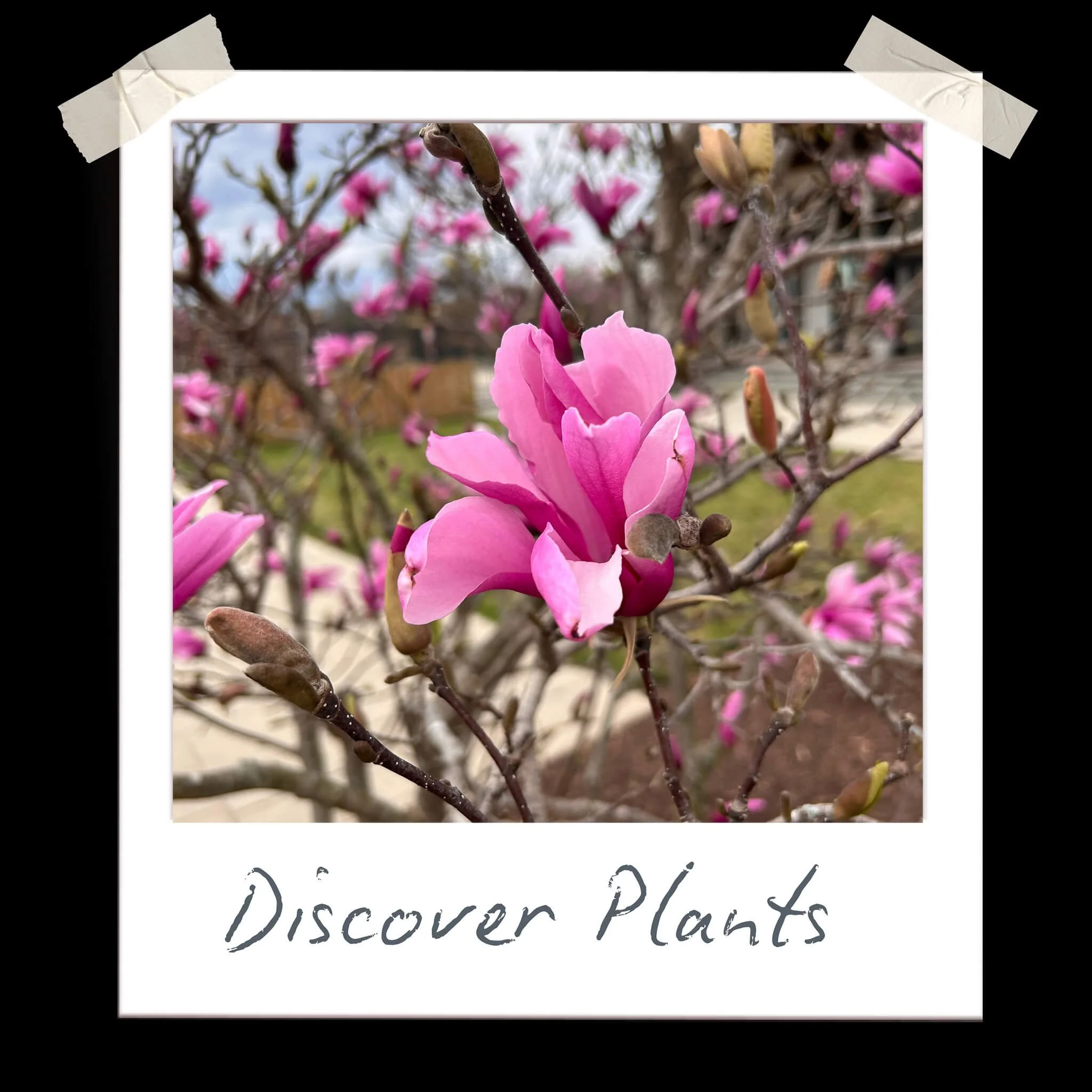 Plant and Bloom Design Studio - A Landscape Designer’s Blog