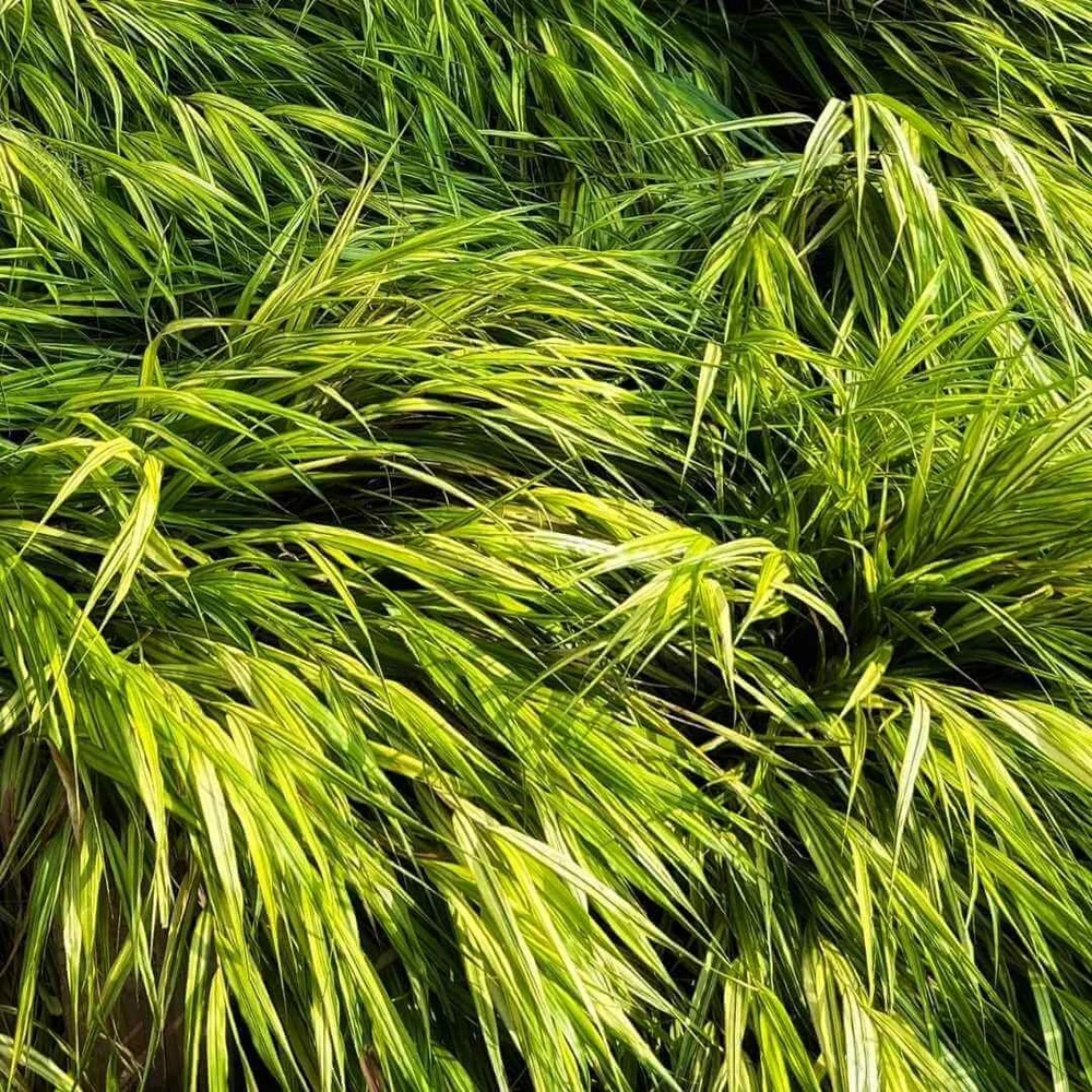 Japanese Forest Grass Aureola — Plant and Bloom Design Studio