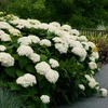The Smooth Hydrangea — Plant and Bloom Design Studio
