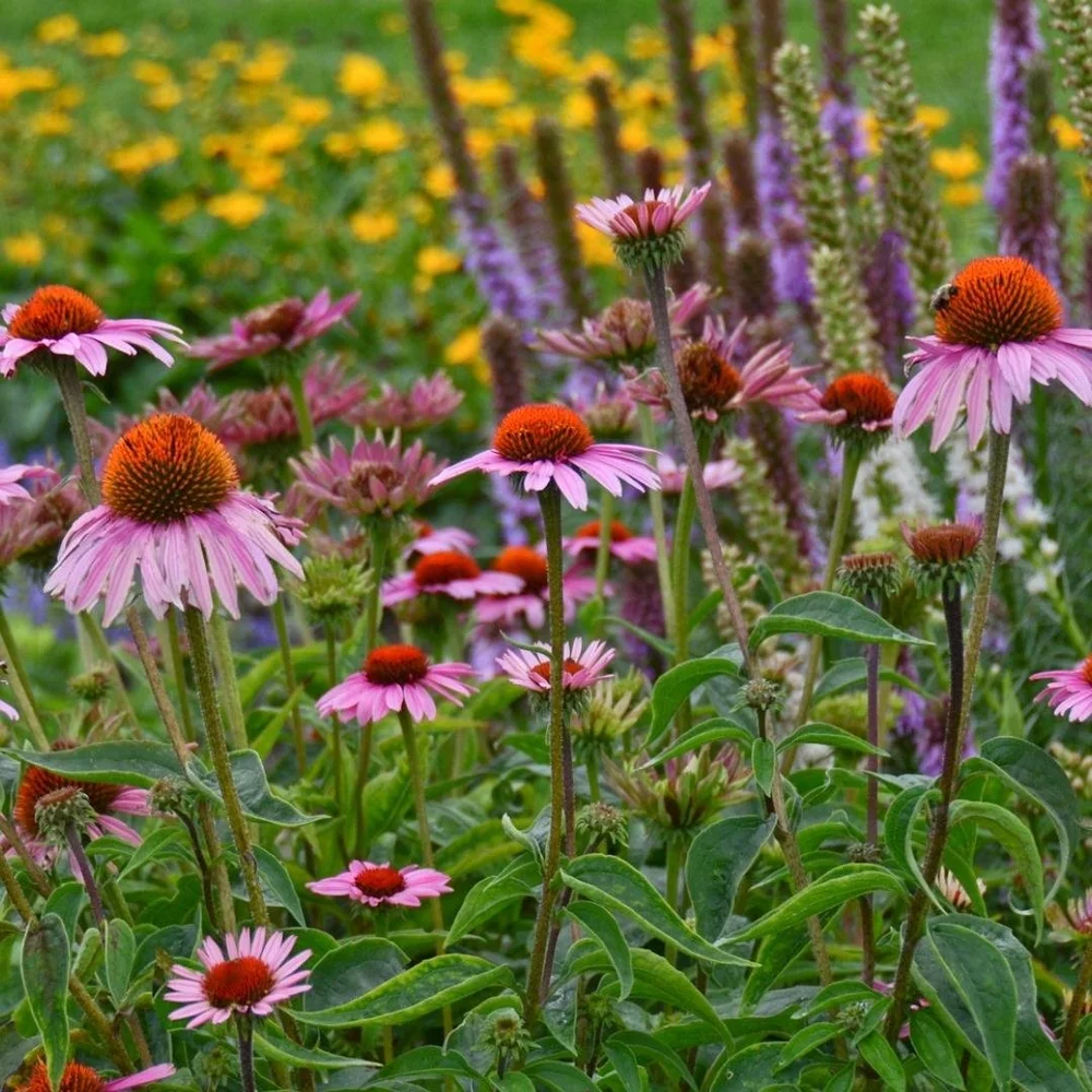 Cheyenne Spirit Coneflower — Plant and Bloom Design Studio