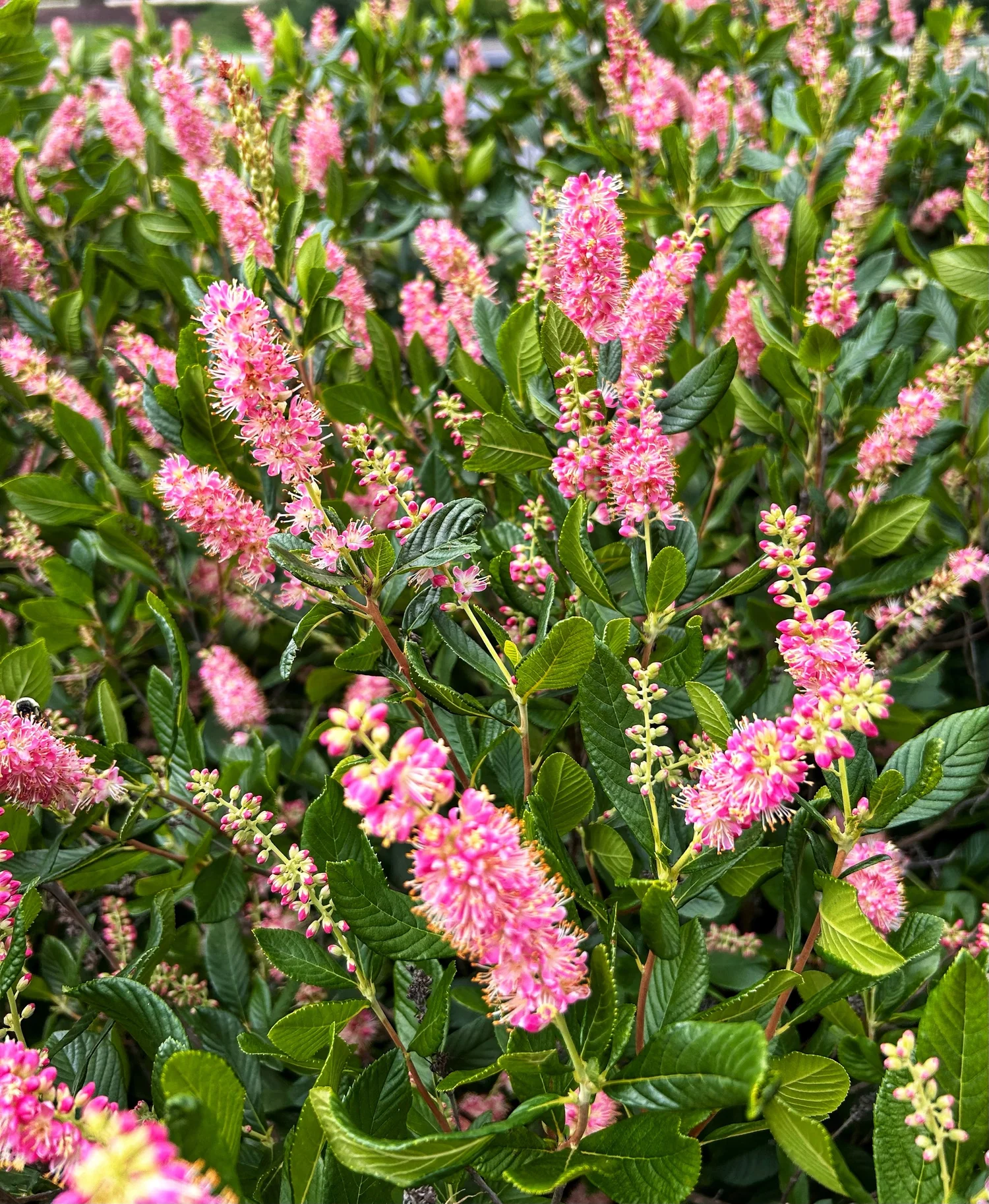 Ruby Spice Summersweet Clethra (Clethra alnifolia 'Ruby Spice') — Plant ...