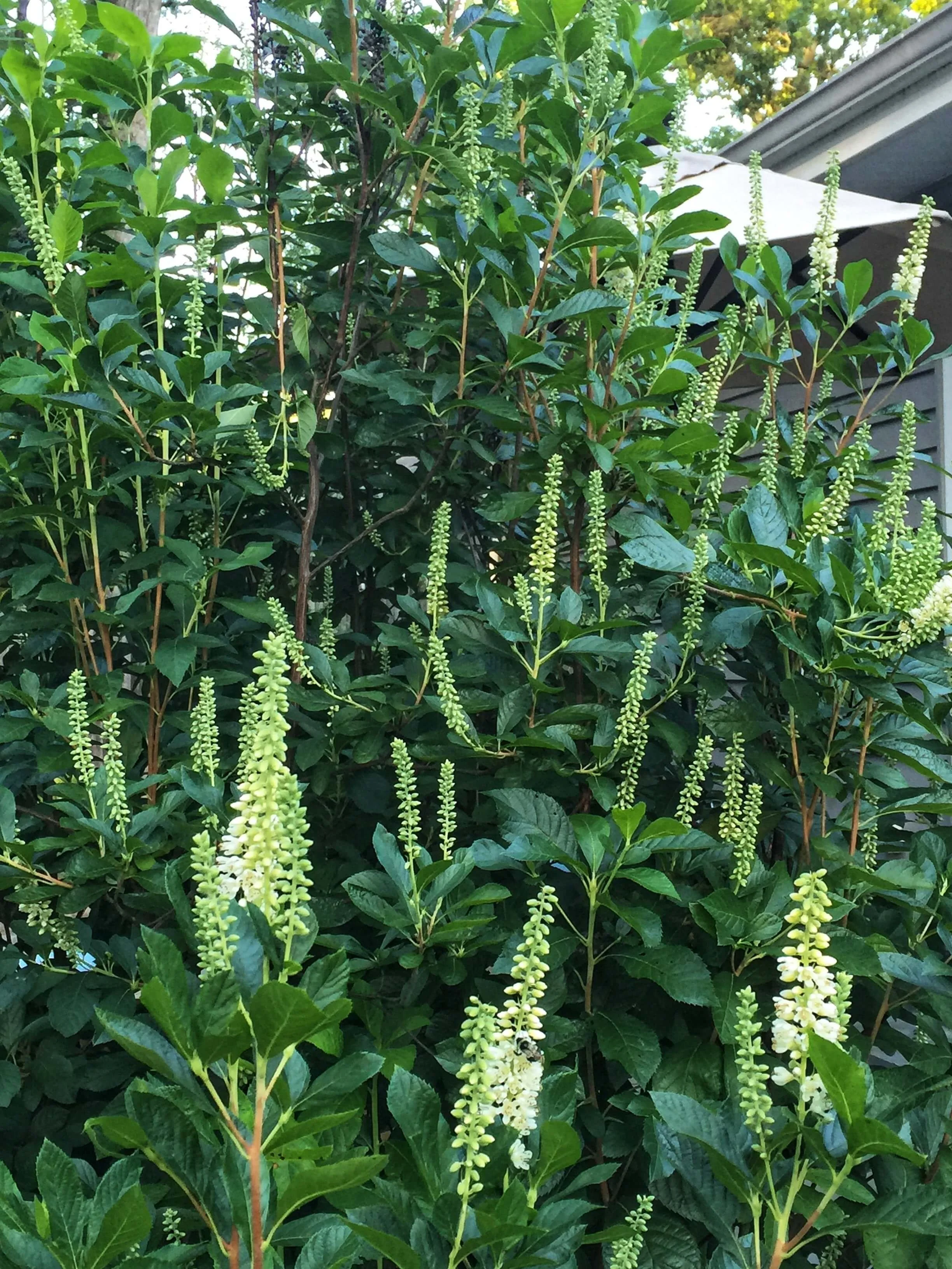 Summersweet Clethra (Clethra alnifolia) — Plant and Bloom Design Studio
