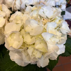 Kanmara® Splendour® In Champagne Hydrangea — Plant and Bloom Design Studio