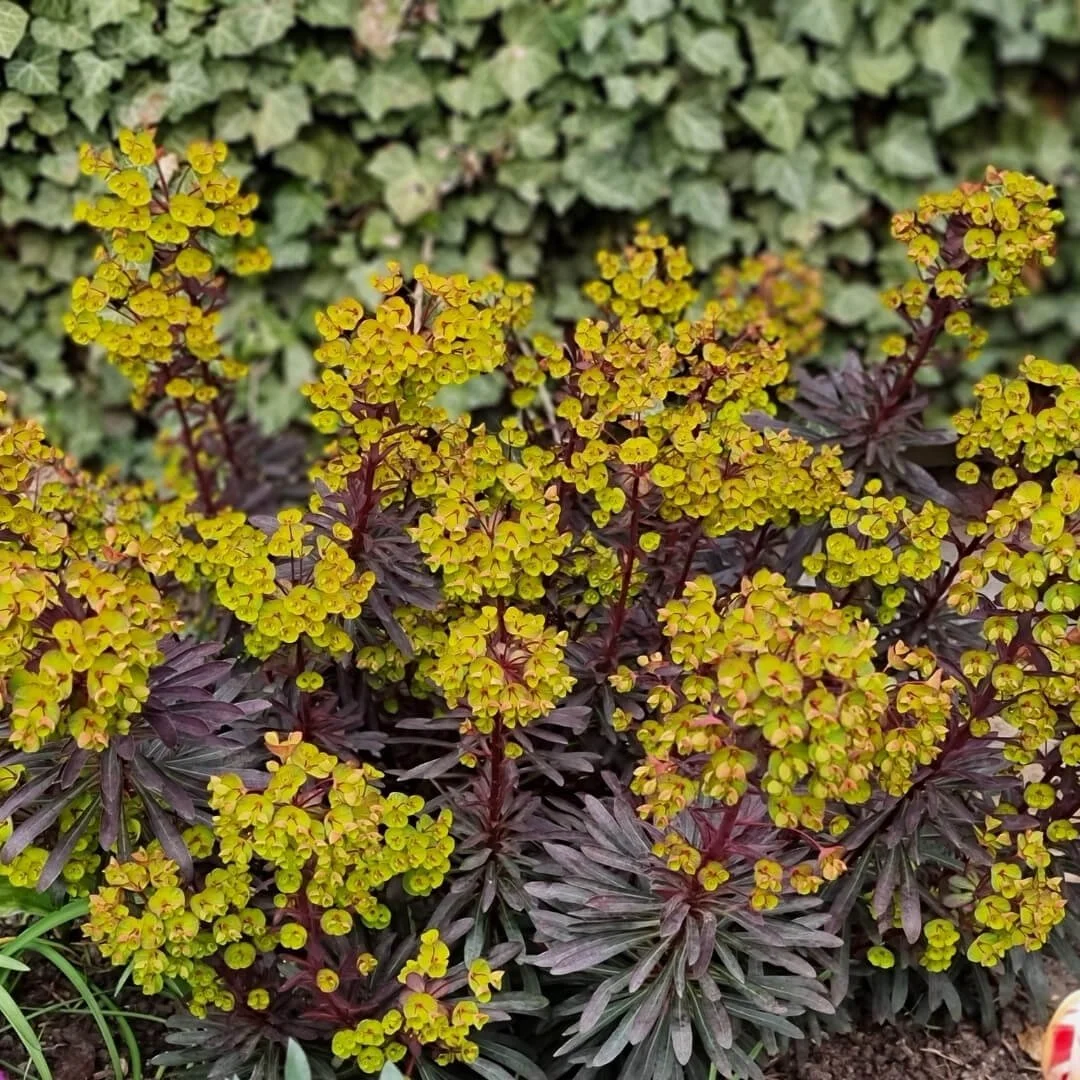 10 Plants with Dark Leaves — Plant and Bloom Design Studio