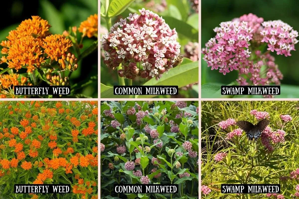 Butterfly Weed Plant — Plant and Bloom Design Studio