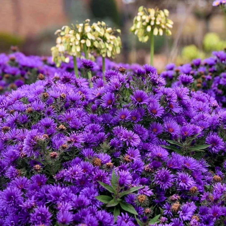 10 Top Butterfly Host Plants — Plant and Bloom Design Studio