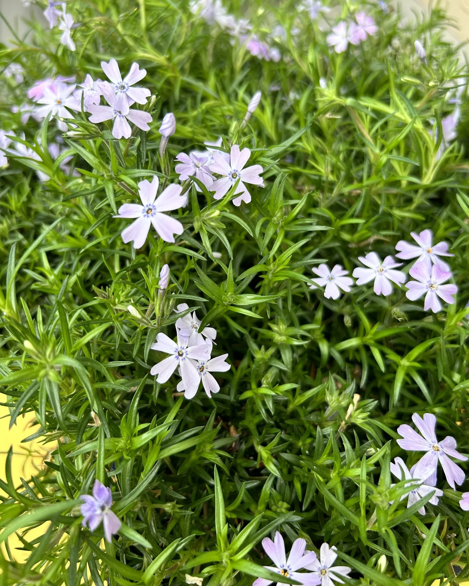 Native spring flowering ground cover with lavender blue flowers — Plant ...