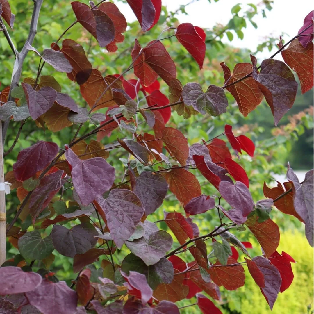 10 Plants with Dark Leaves — Plant and Bloom Design Studio