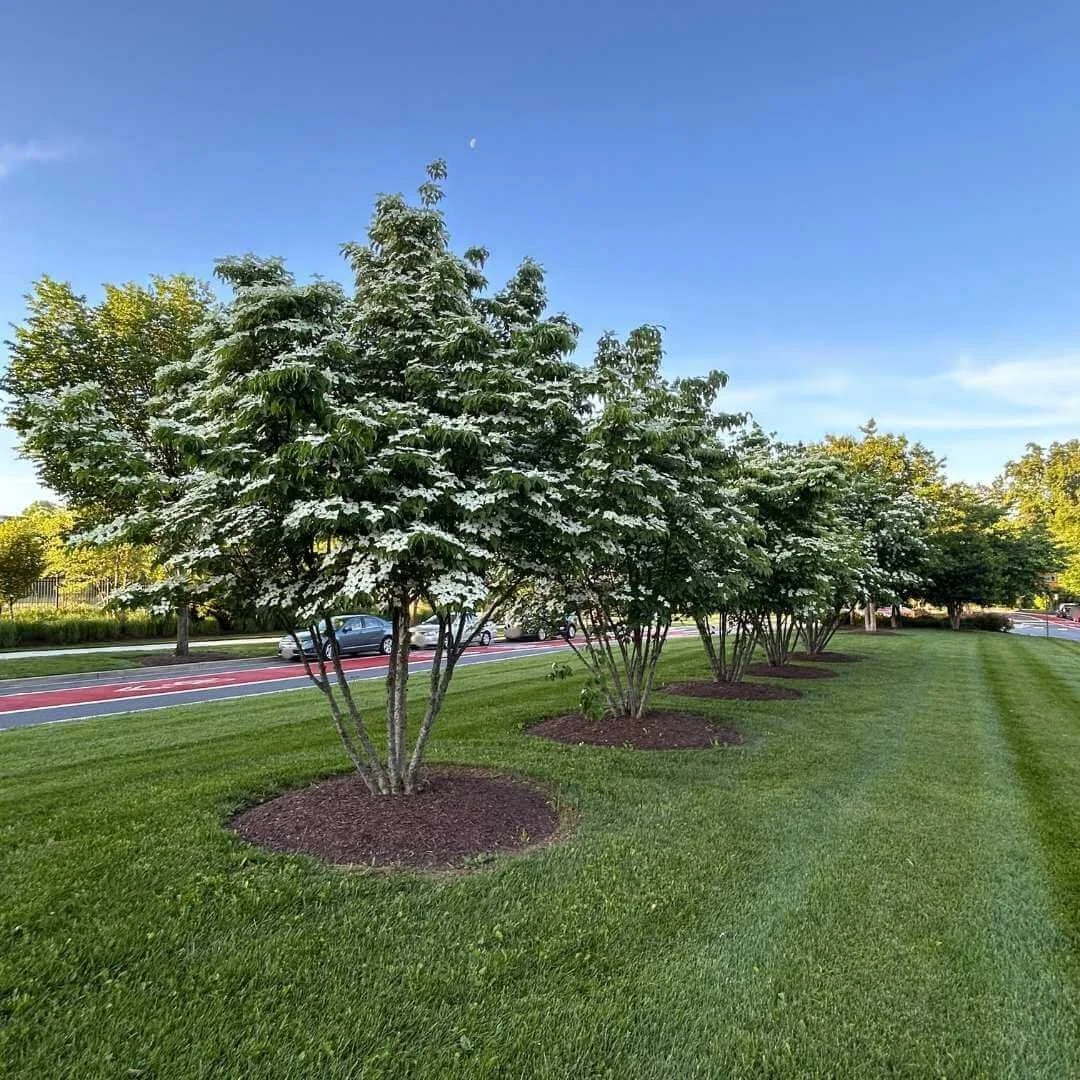 10 Small Trees for Front Yard Landscaping — Plant and Bloom Design Studio