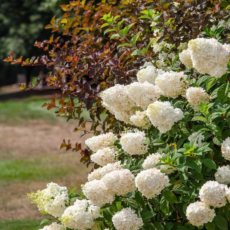 The Panicle Hydrangea — Plant and Bloom Design Studio