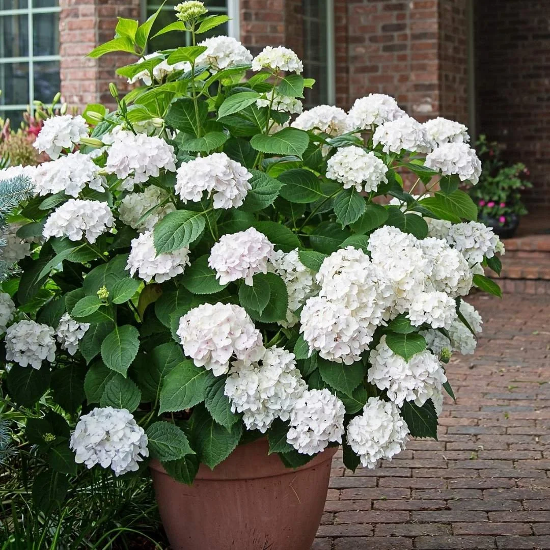 Endless Summer® Blushing Bride Hydrangea — Plant and Bloom Design Studio